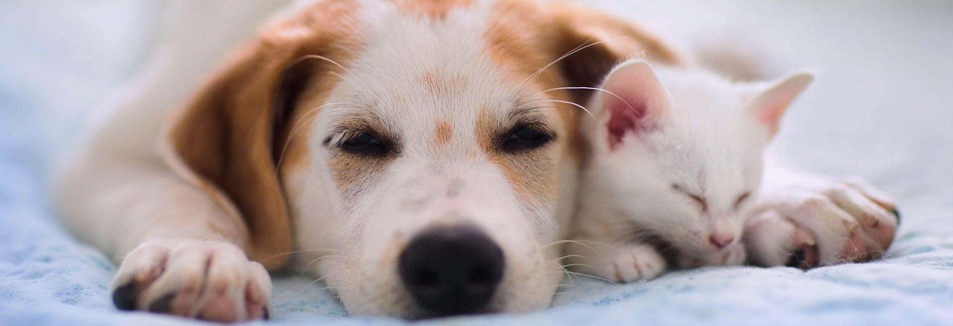 Dallas, TX Apartment Amenities | Hampton Duplexes in Dallas, TX